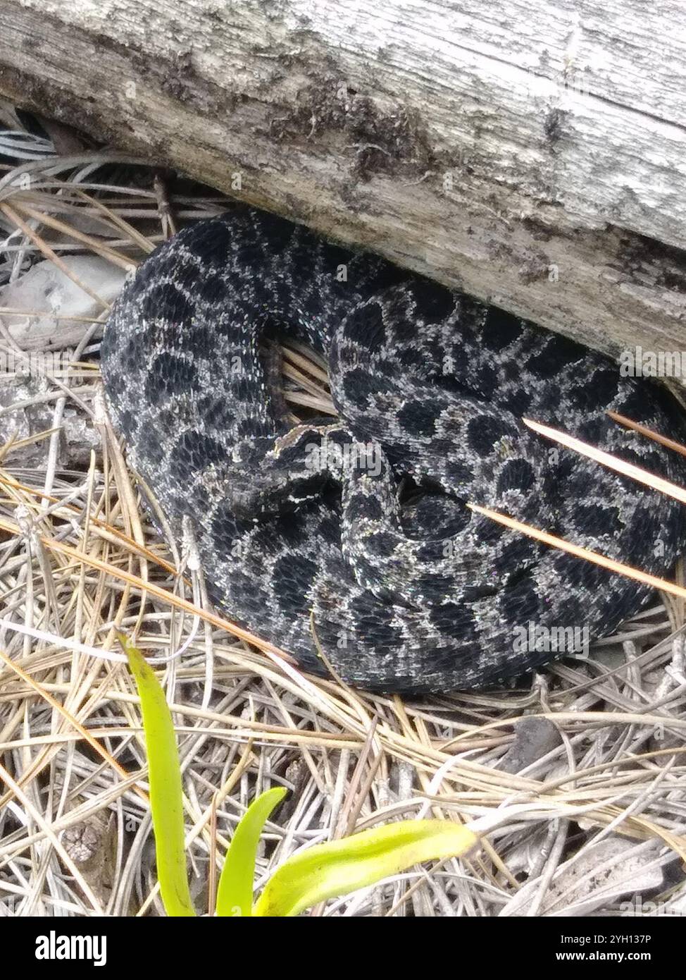 Dusky Pygmy Rattlesnake (Sistrurus miliarius barbouri Stock Photo - Alamy
