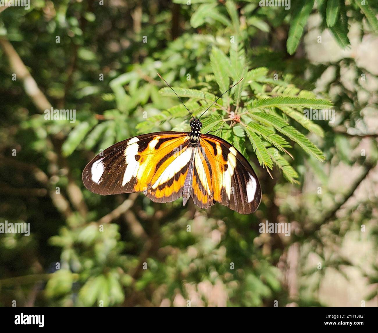Ethilla hi-res stock photography and images - Alamy