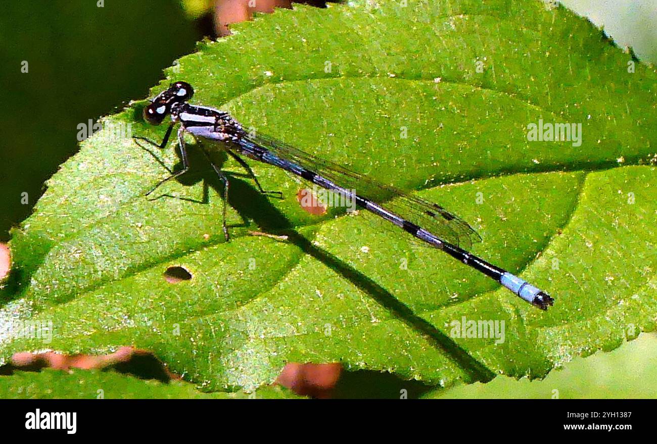 Marsh Bluet (Enallagma ebrium Stock Photo - Alamy