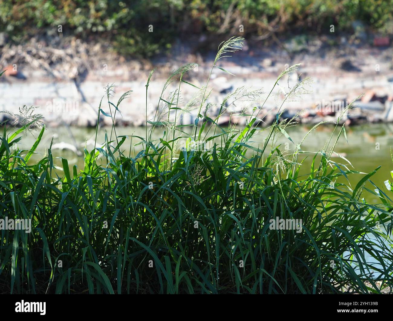 Megathyrsus maximus hi-res stock photography and images - Alamy
