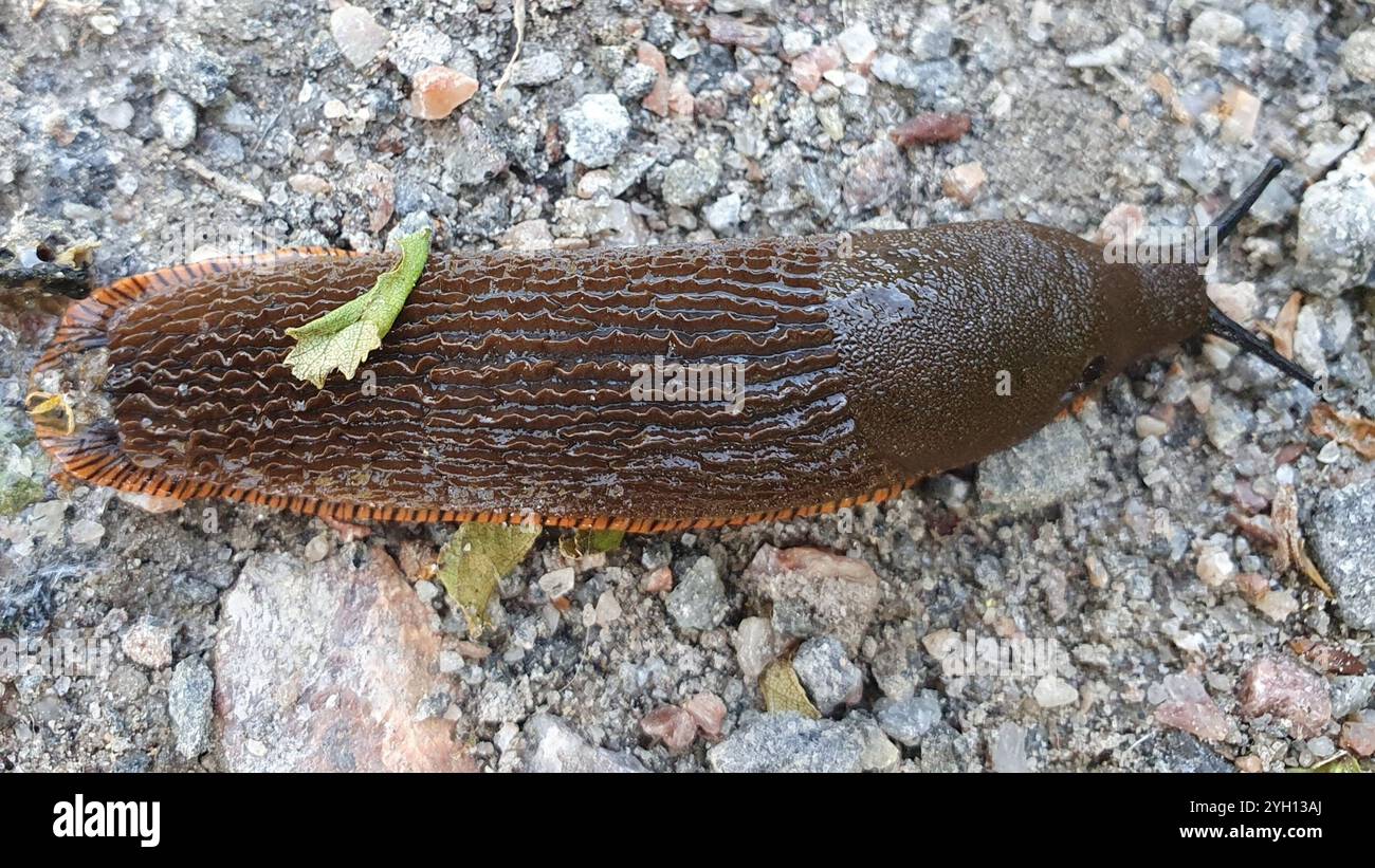 Spanish Slug (Arion vulgaris Stock Photo - Alamy