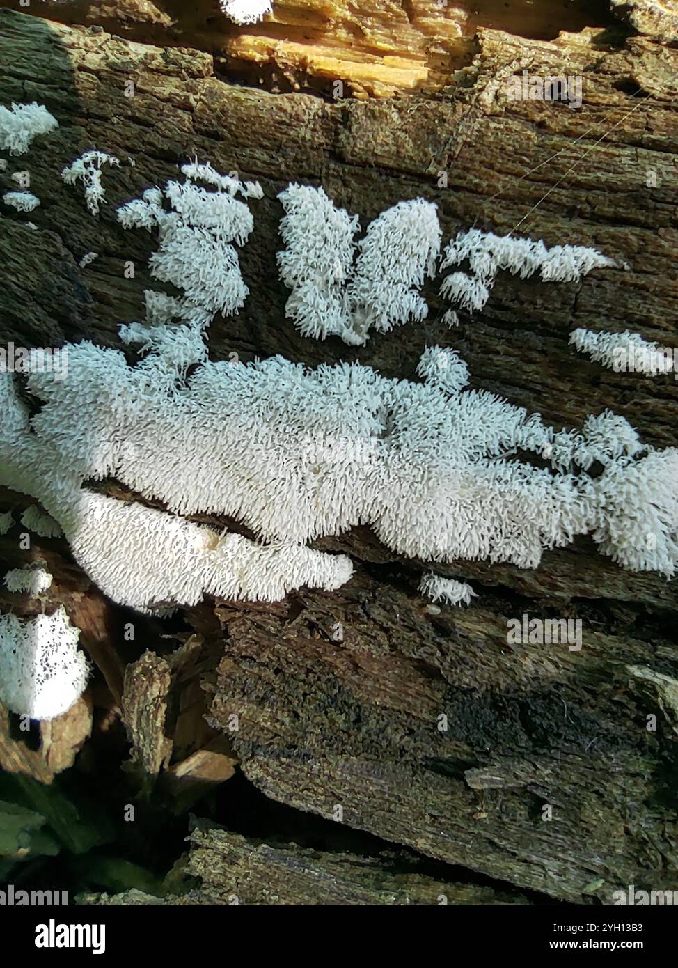 Honeycomb Coral Slime Mold (Ceratiomyxa fruticulosa Stock Photo - Alamy