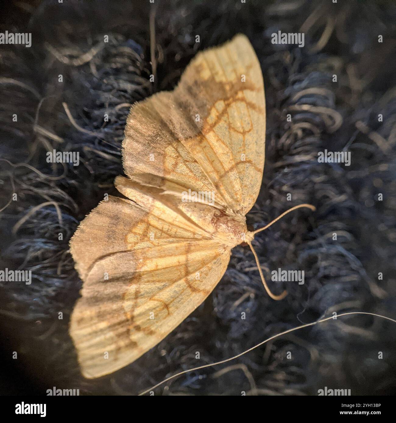 Horned spanworm hi-res stock photography and images - Alamy