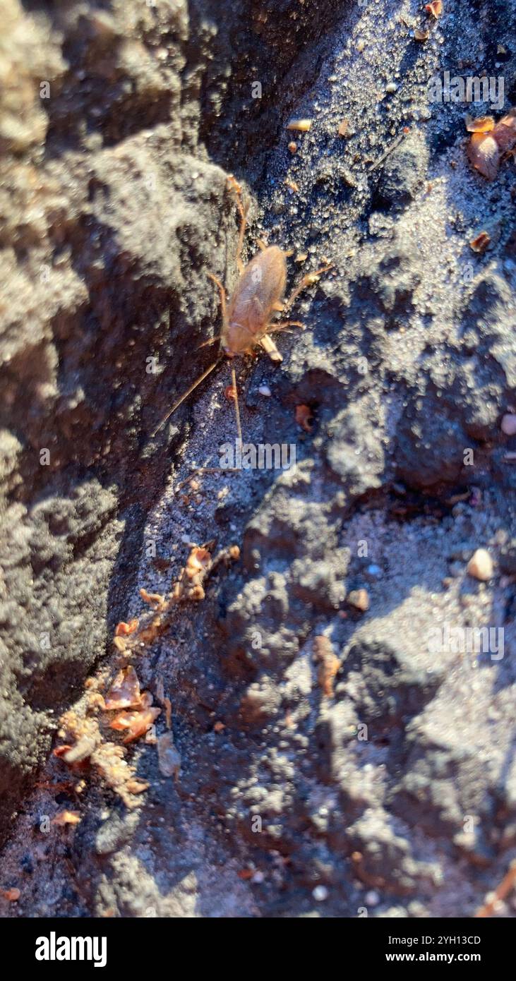 Tawny Cockroach (Ectobius pallidus Stock Photo - Alamy