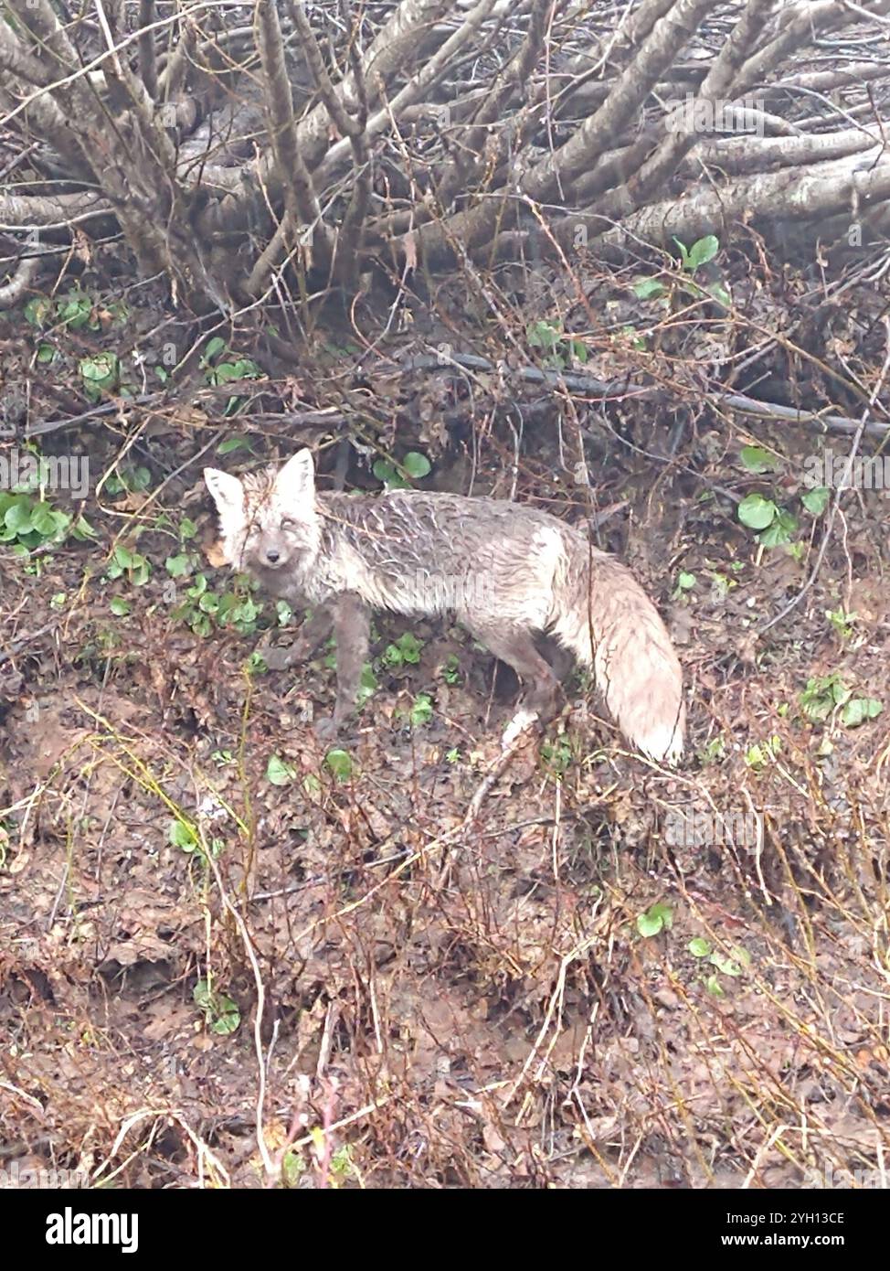 Cascade red fox hi-res stock photography and images - Alamy