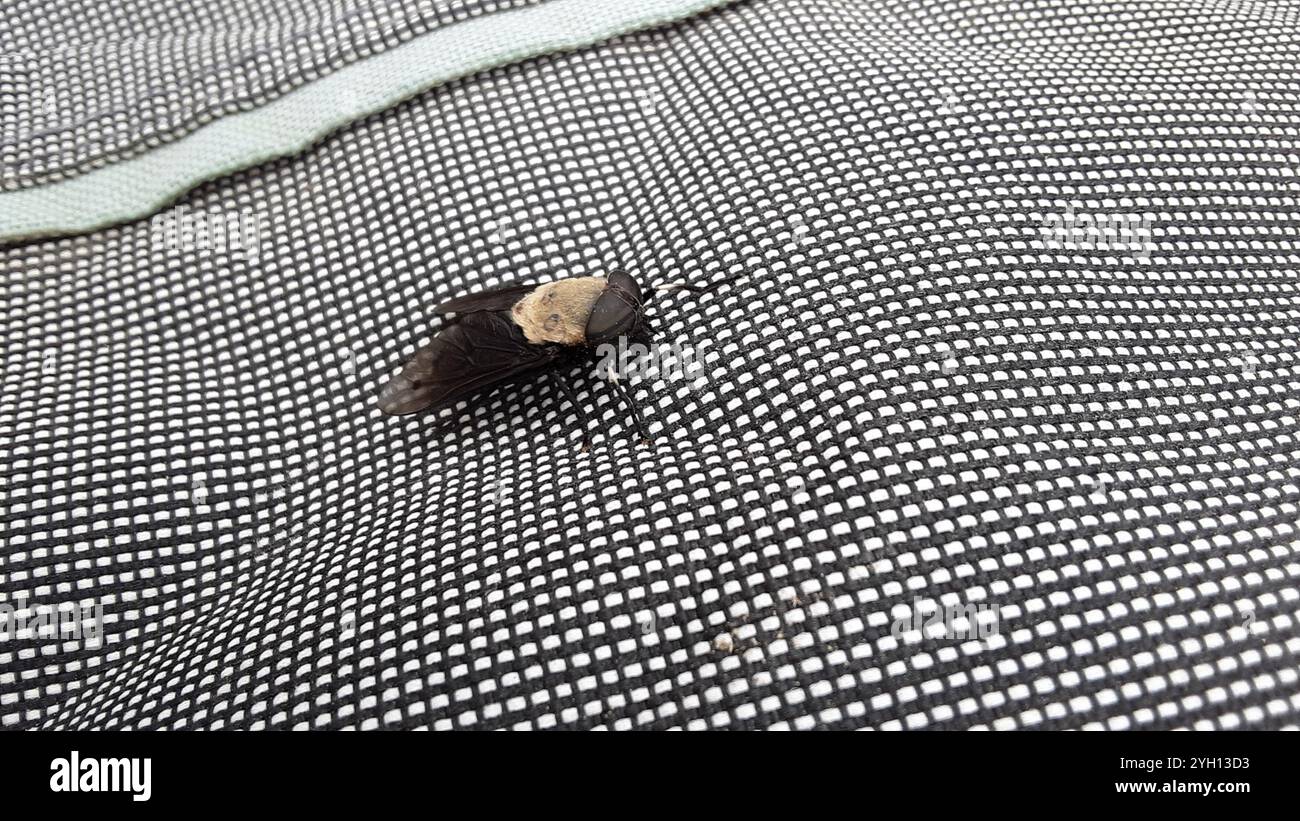 Western Black Horse Fly (Tabanus punctifer Stock Photo - Alamy