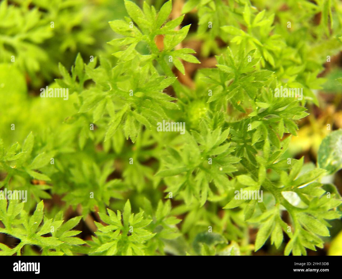 Soliva sessilis hi-res stock photography and images - Alamy