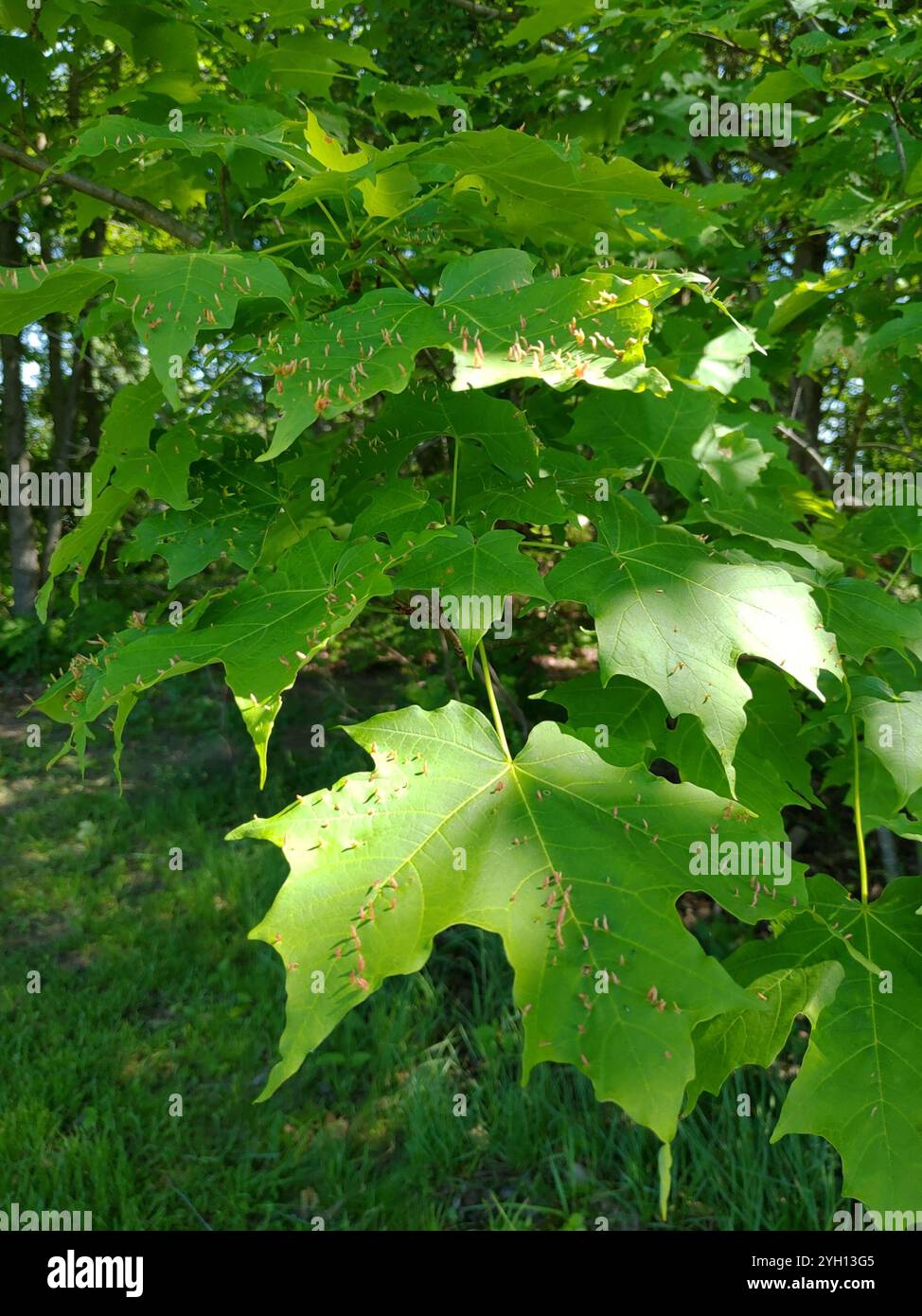 Maple Spindle Gall Mite (Vasates aceriscrumena Stock Photo - Alamy