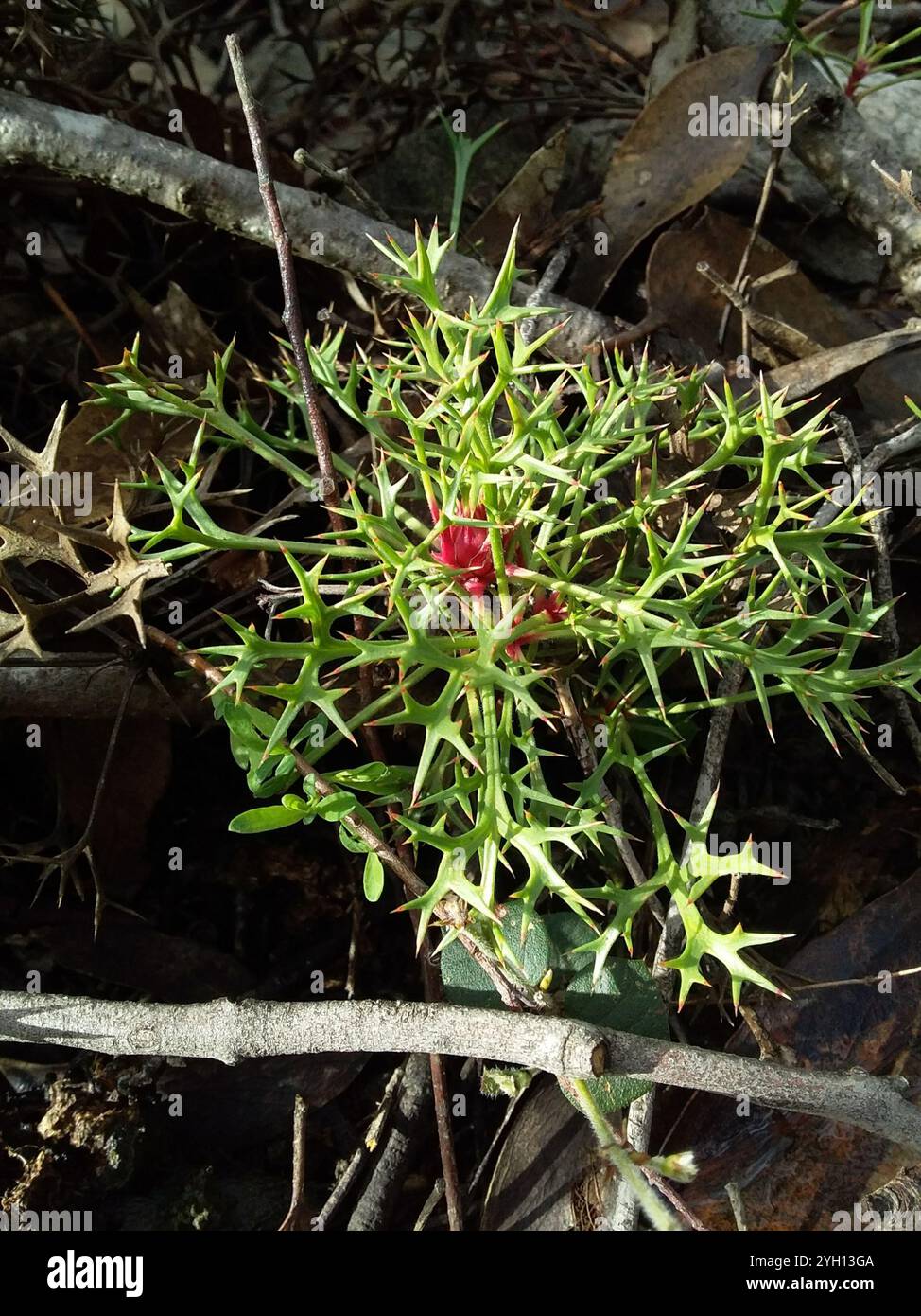 Horny Cone-bush (Isopogon ceratophyllus Stock Photo - Alamy