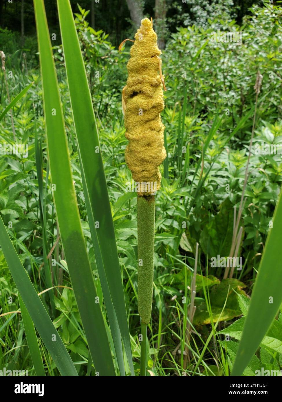 narrow-leaved cattail (Typha angustifolia Stock Photo - Alamy