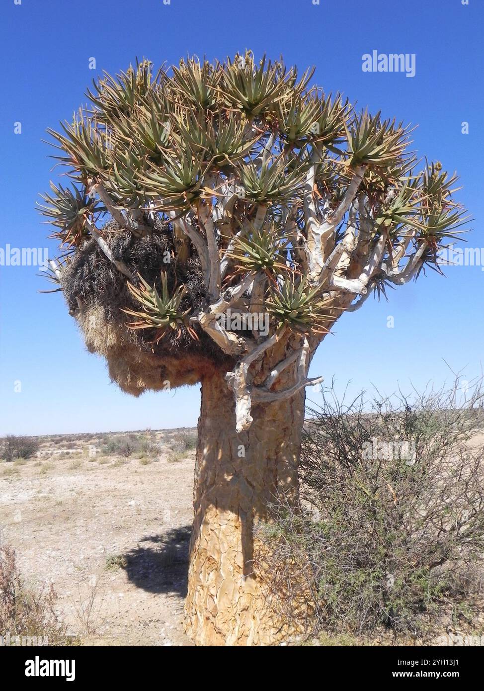 Quiver Tree (Aloidendron dichotomum Stock Photo - Alamy