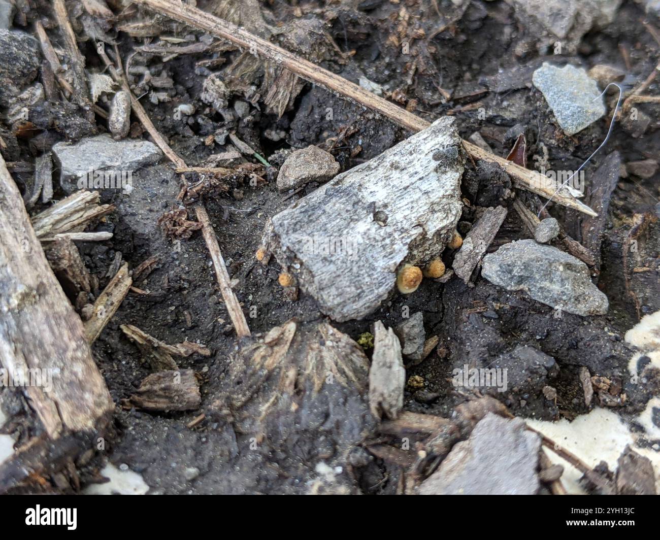 bird's nest fungi (Nidulariaceae Stock Photo - Alamy