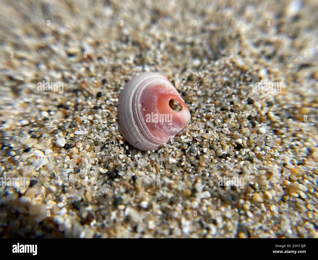 Salmon Tellin (Tellina nuculoides Stock Photo - Alamy
