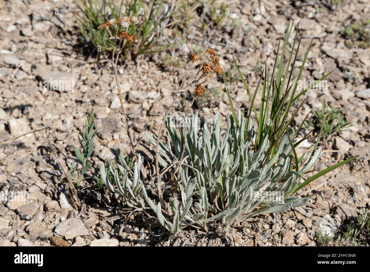 woolly groundsel (Packera cana Stock Photo - Alamy