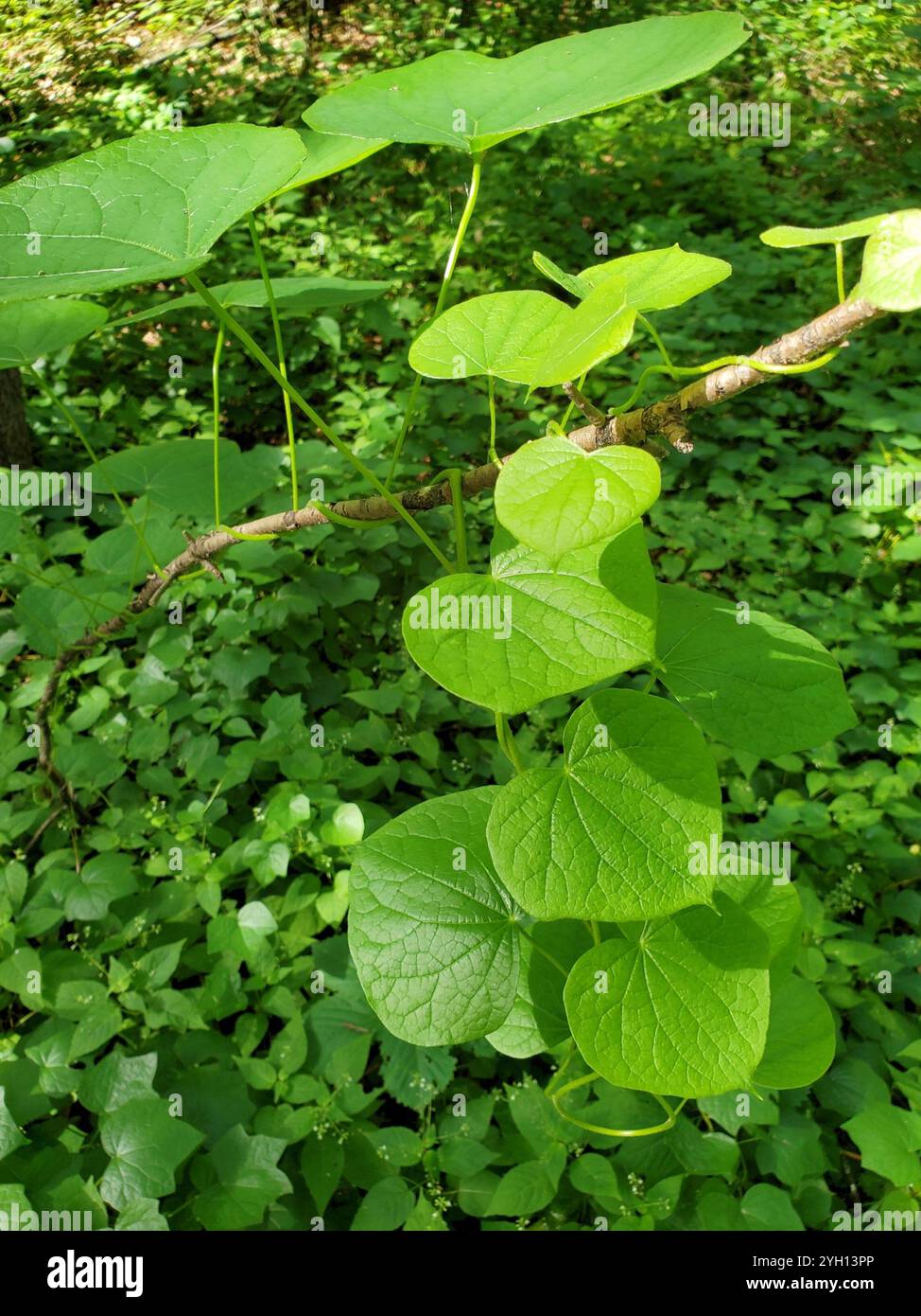 moonseed (Menispermum canadense Stock Photo - Alamy