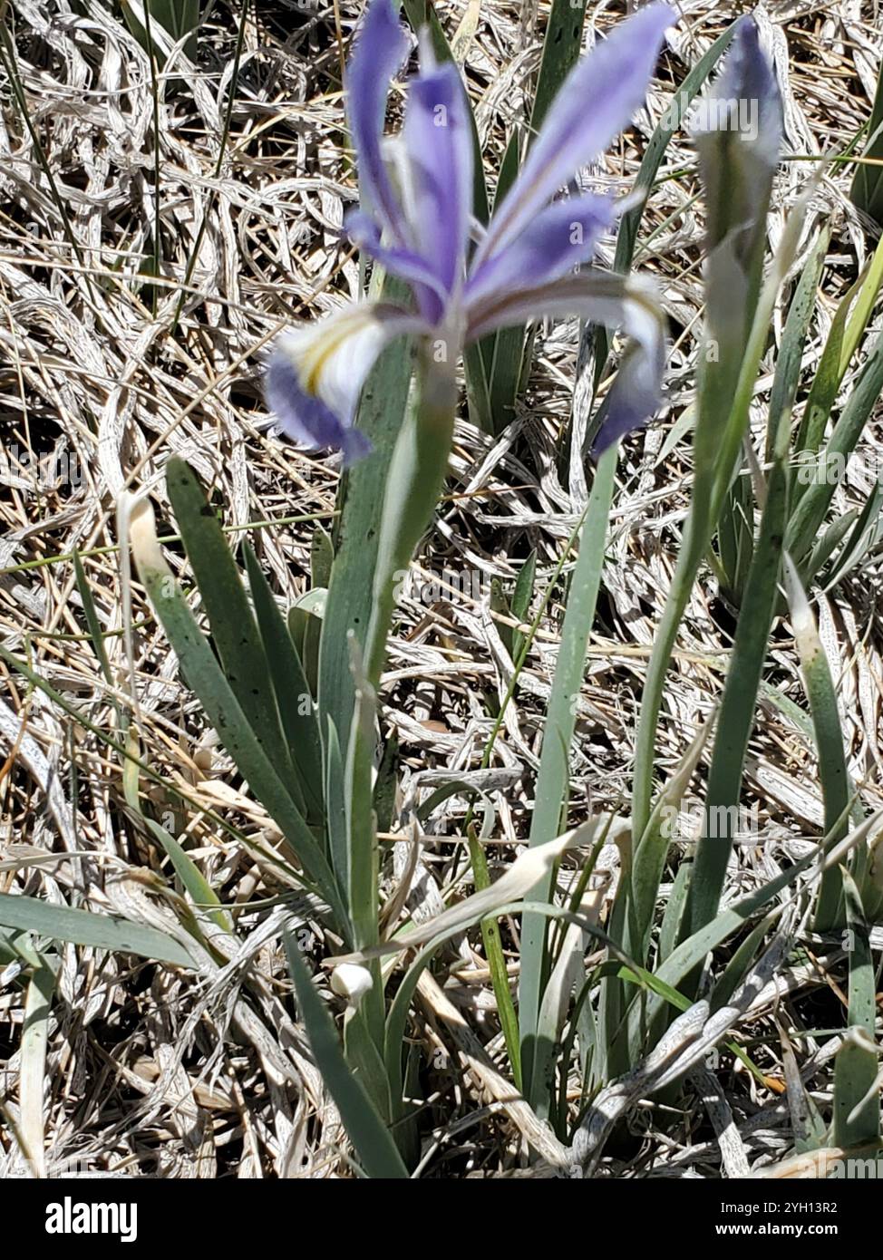 western blue flag (Iris missouriensis Stock Photo - Alamy