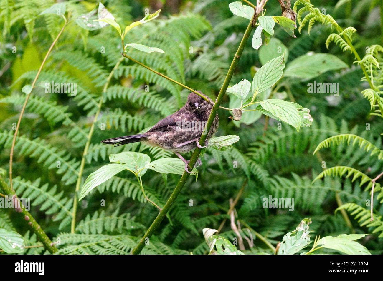 Spotted Towhee (Pipilo maculatus Stock Photo - Alamy