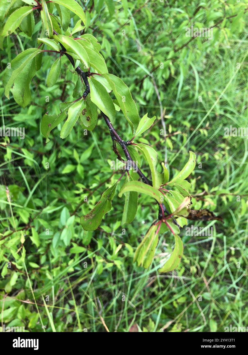 Chickasaw plum (Prunus angustifolia Stock Photo - Alamy