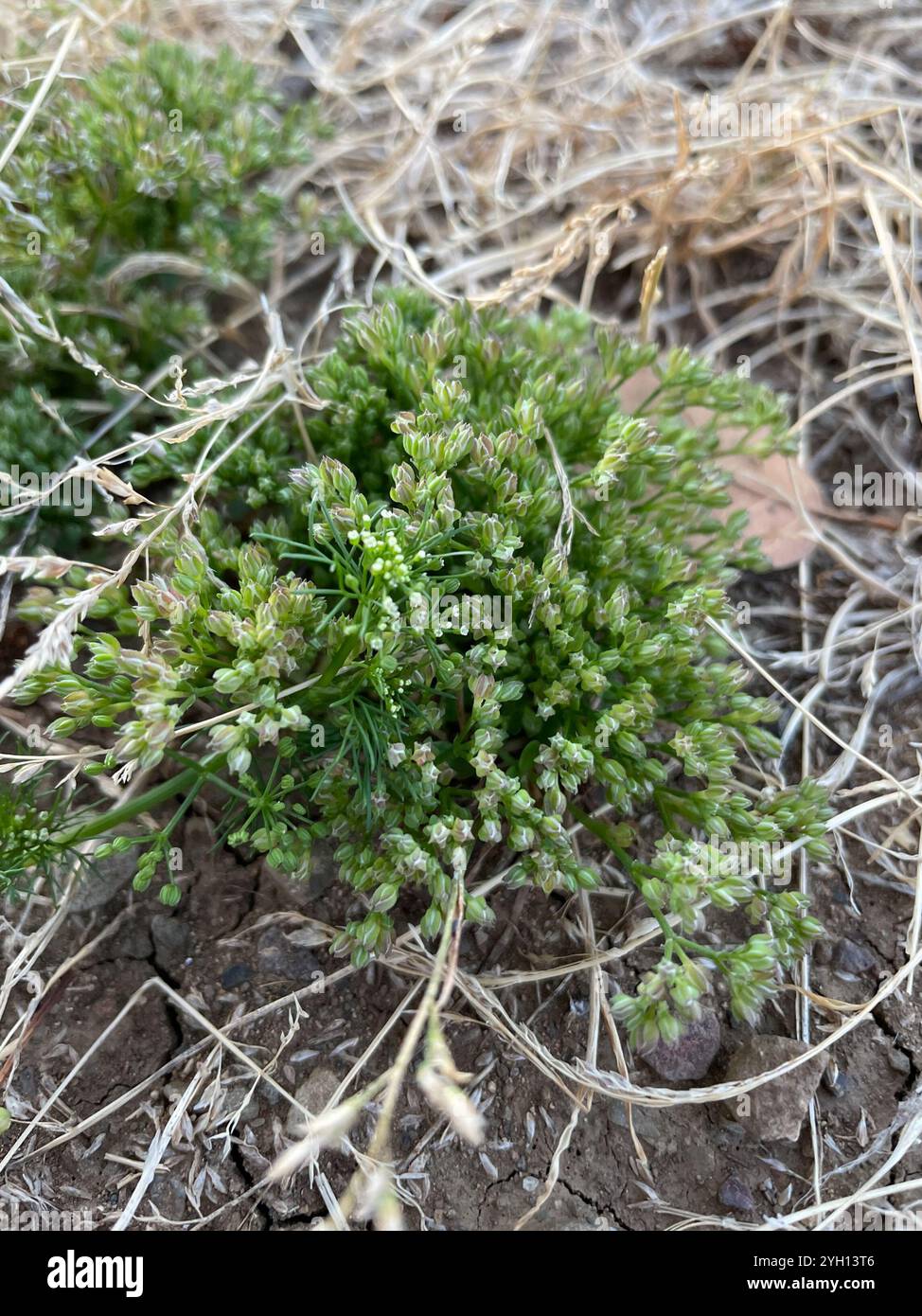Polycarpon tetraphyllum hi-res stock photography and images - Alamy