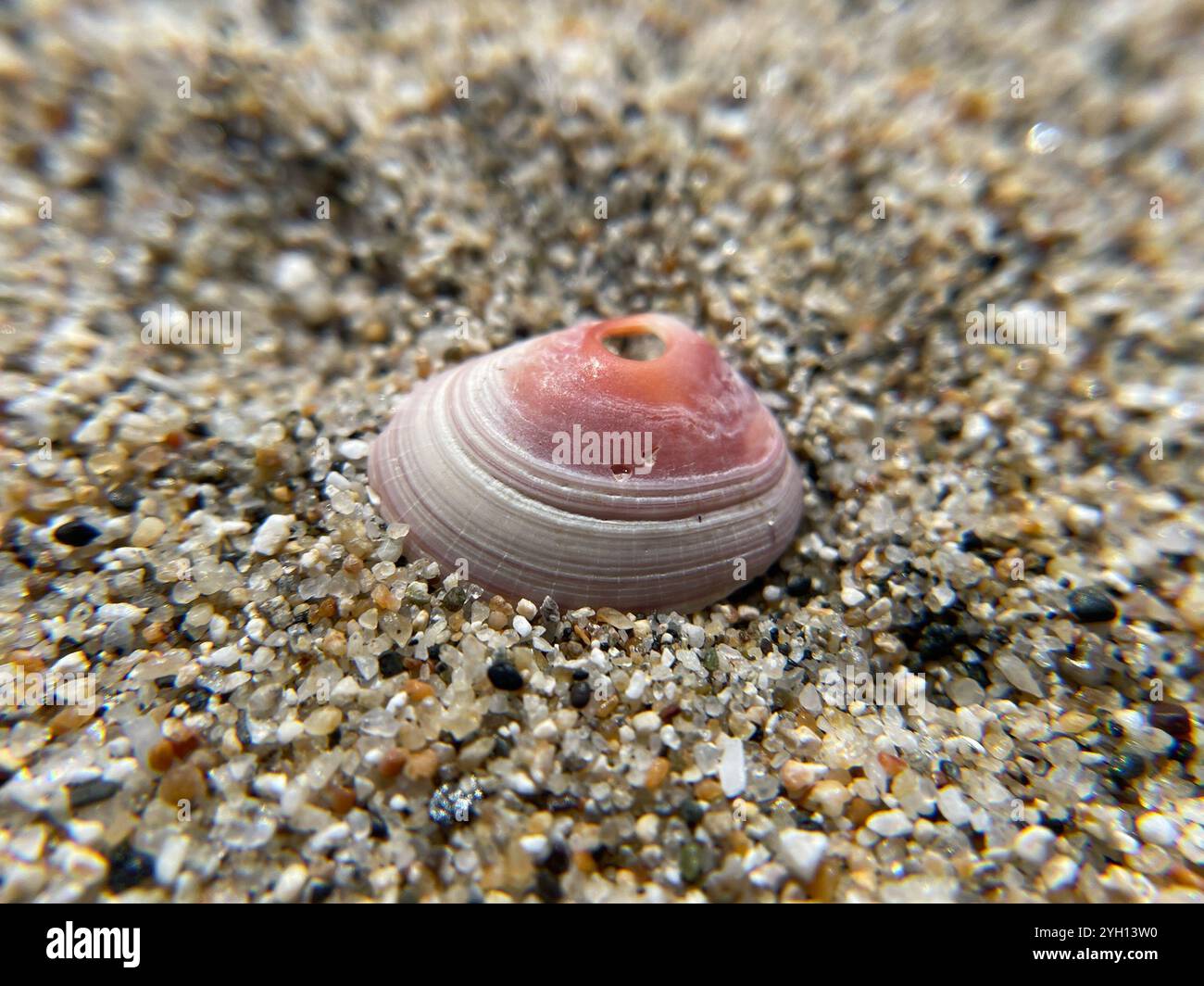 Salmon Tellin (Tellina nuculoides Stock Photo - Alamy