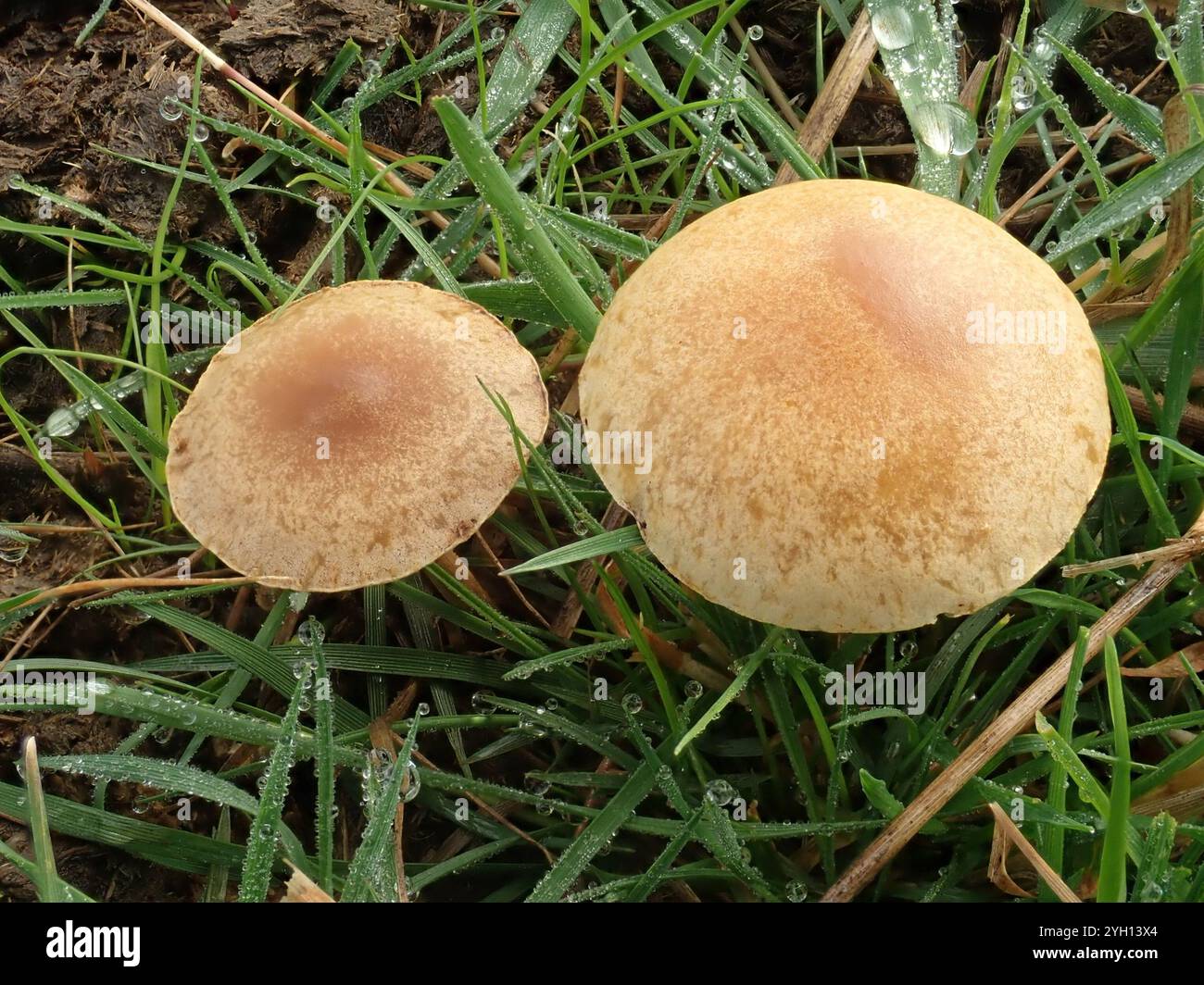 Common fieldcap agrocybe pediades hi-res stock photography and images ...