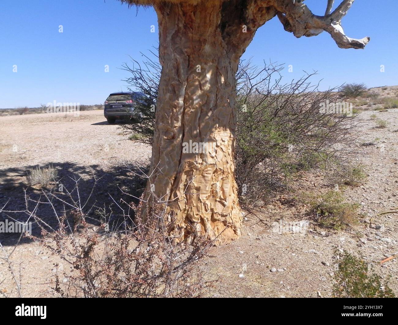 Quiver Tree (Aloidendron dichotomum Stock Photo - Alamy