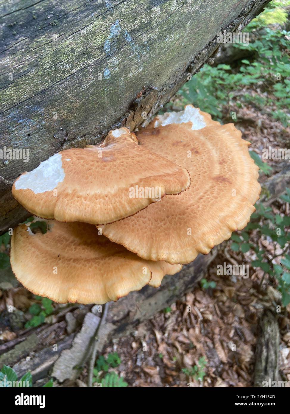 hexagonal-pored polypore (Neofavolus alveolaris Stock Photo - Alamy