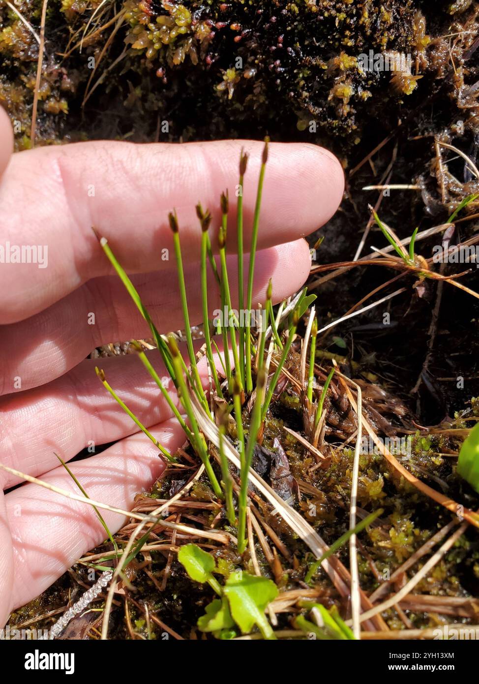 Tufted Bulrush (Trichophorum cespitosum Stock Photo - Alamy
