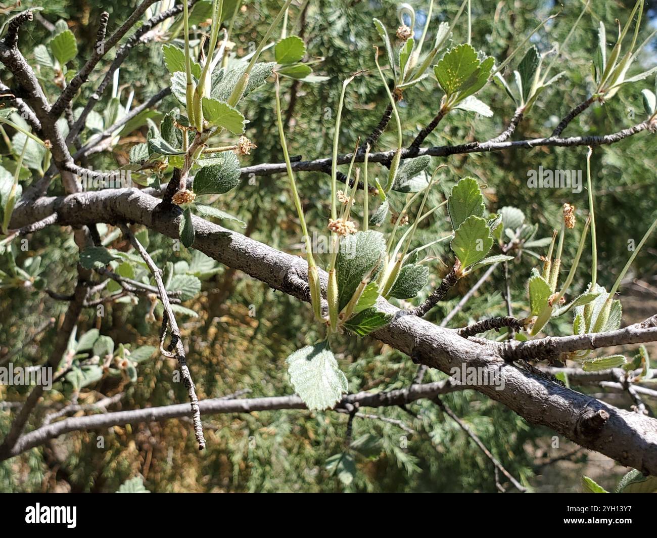 Alderleaf mountain mahogany hi-res stock photography and images - Alamy