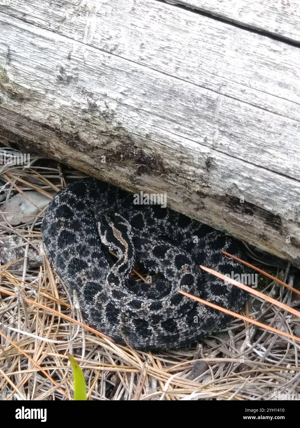 Dusky Pygmy Rattlesnake (Sistrurus miliarius barbouri Stock Photo - Alamy