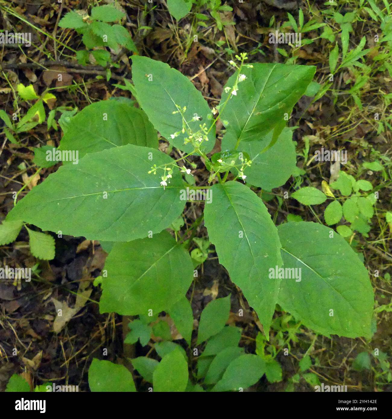broadleaf enchanter's nightshade (Circaea canadensis Stock Photo - Alamy