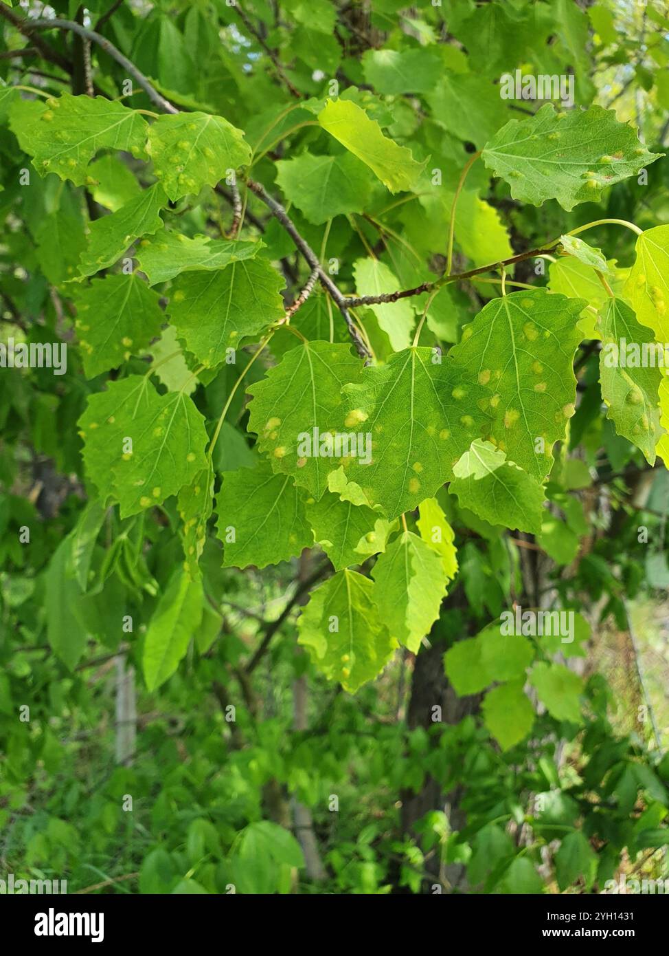Phyllocoptes populi hi-res stock photography and images - Alamy