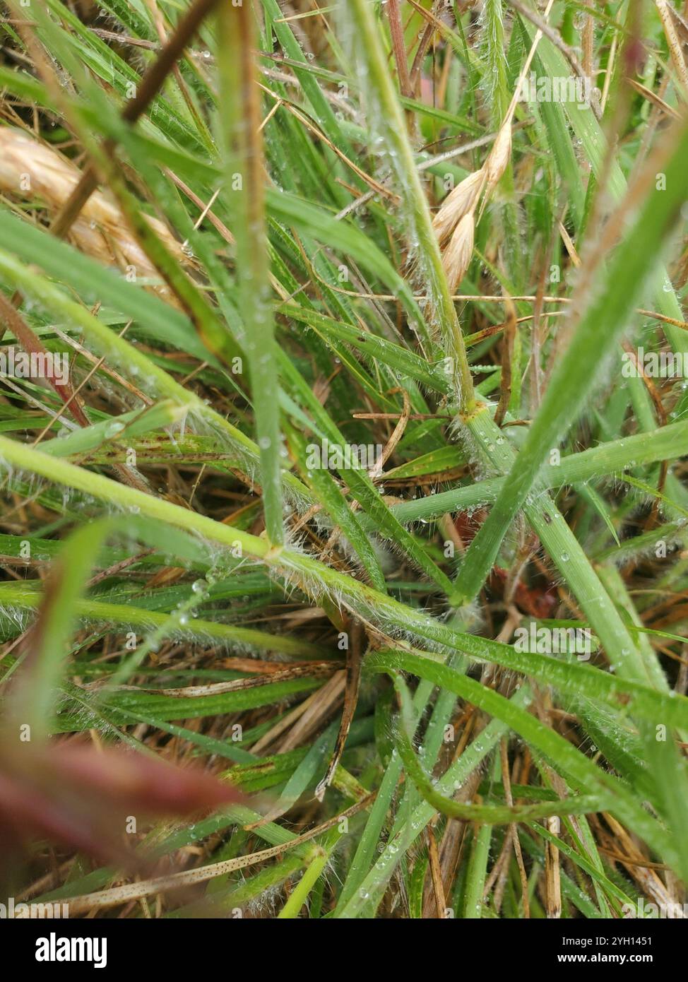 California oatgrass (Danthonia californica Stock Photo - Alamy