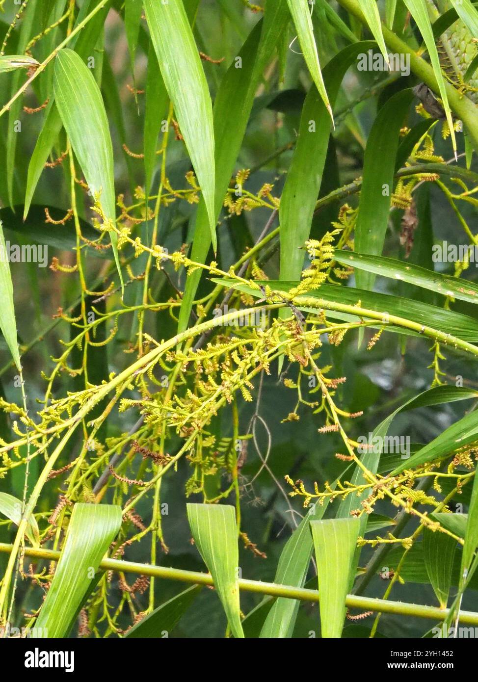 Yellow Rotang Palm (Calamus formosanus Stock Photo - Alamy