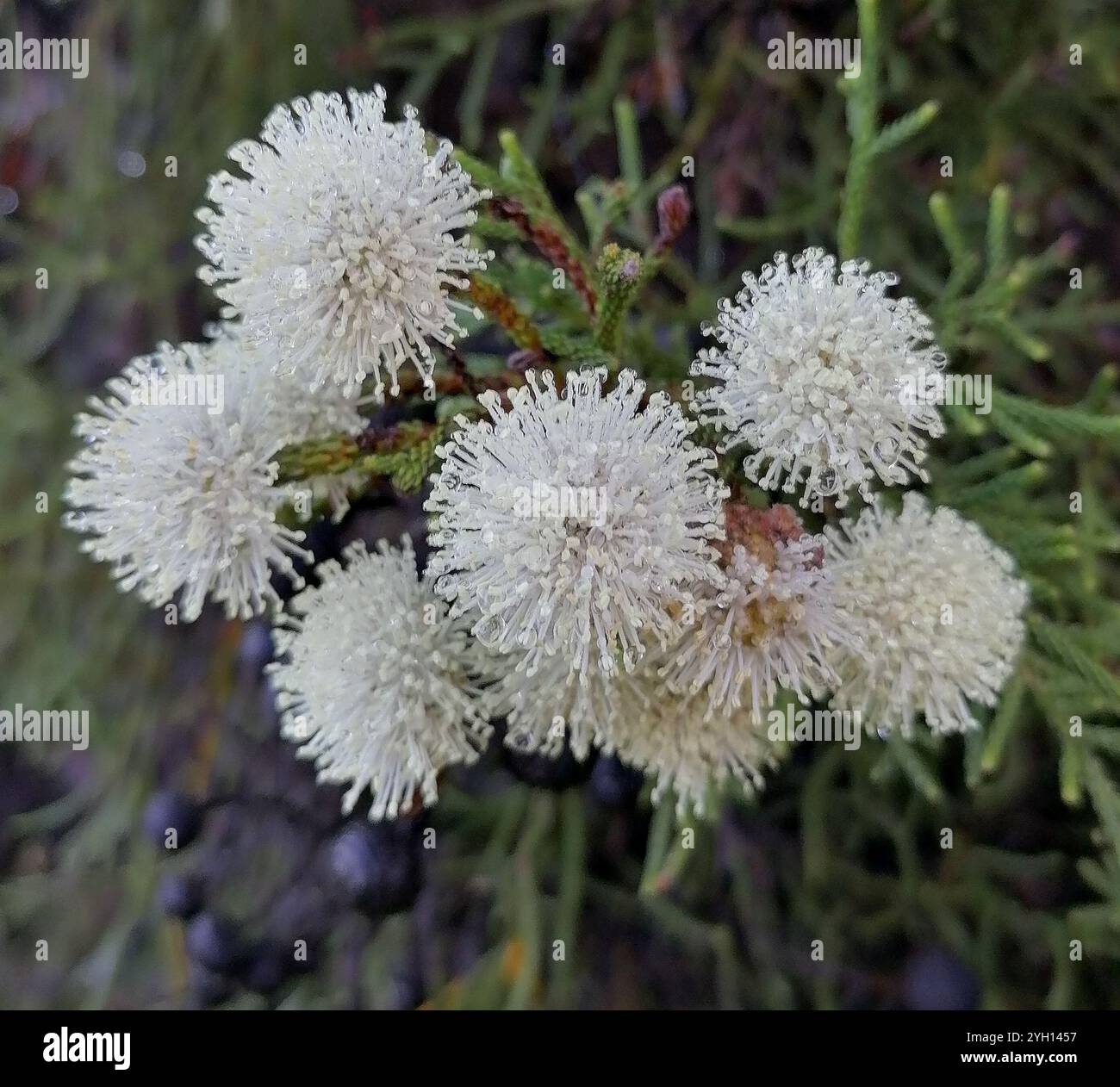 Cone Stompie (Brunia noduliflora Stock Photo - Alamy