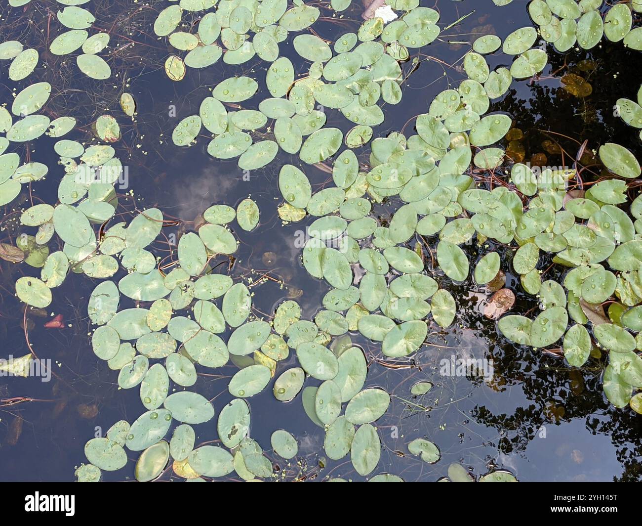 Watershield (Brasenia schreberi Stock Photo - Alamy