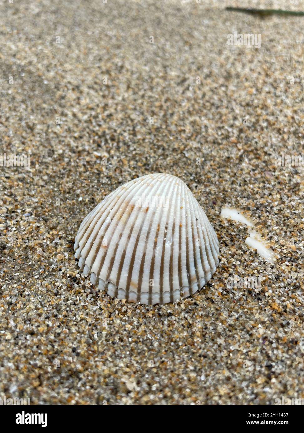 Clinocardium nuttallii hi-res stock photography and images - Alamy