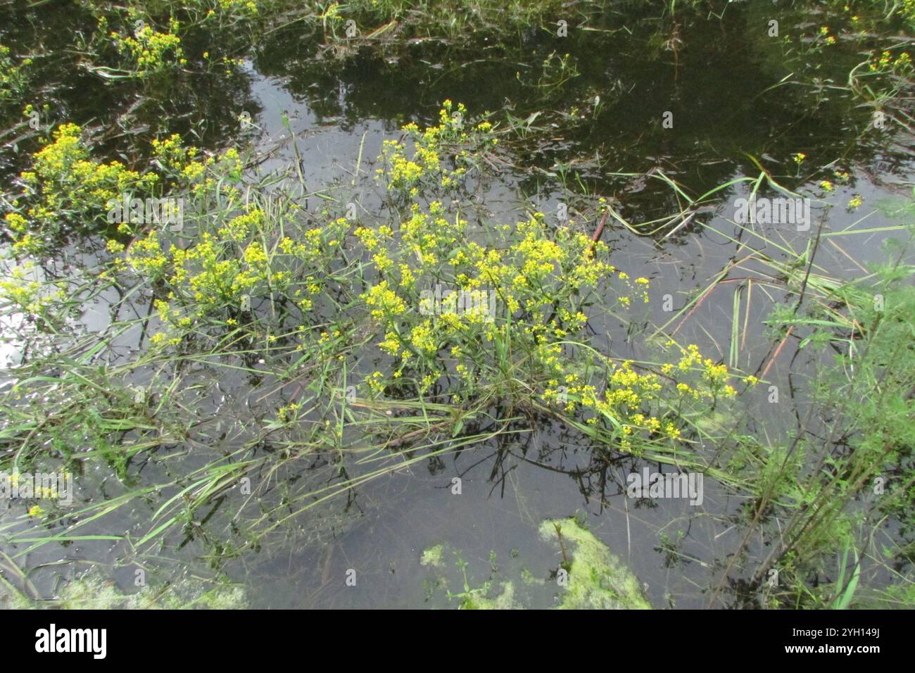 Amphibious Yellowcress (Rorippa amphibia Stock Photo - Alamy