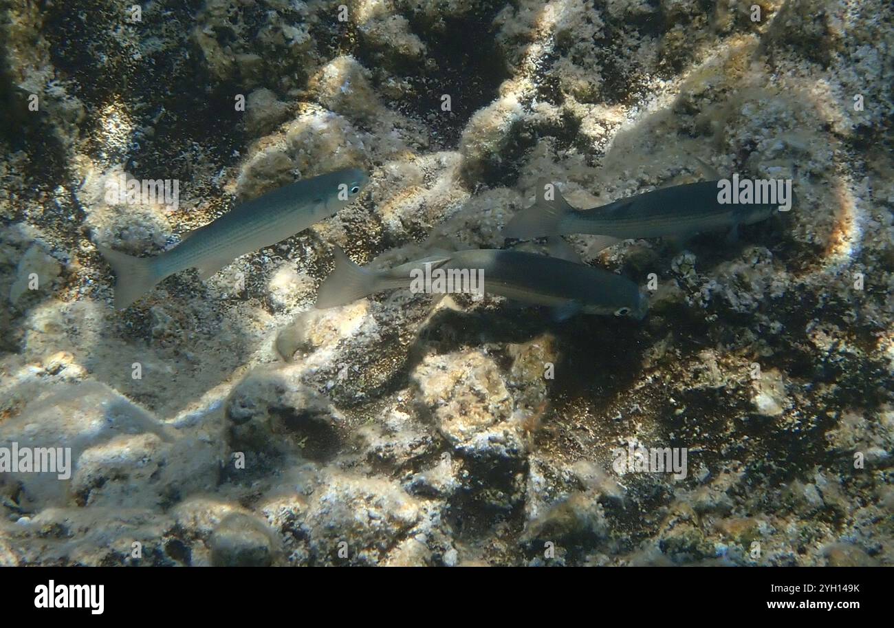 Oedalechilus labeo hi-res stock photography and images - Alamy