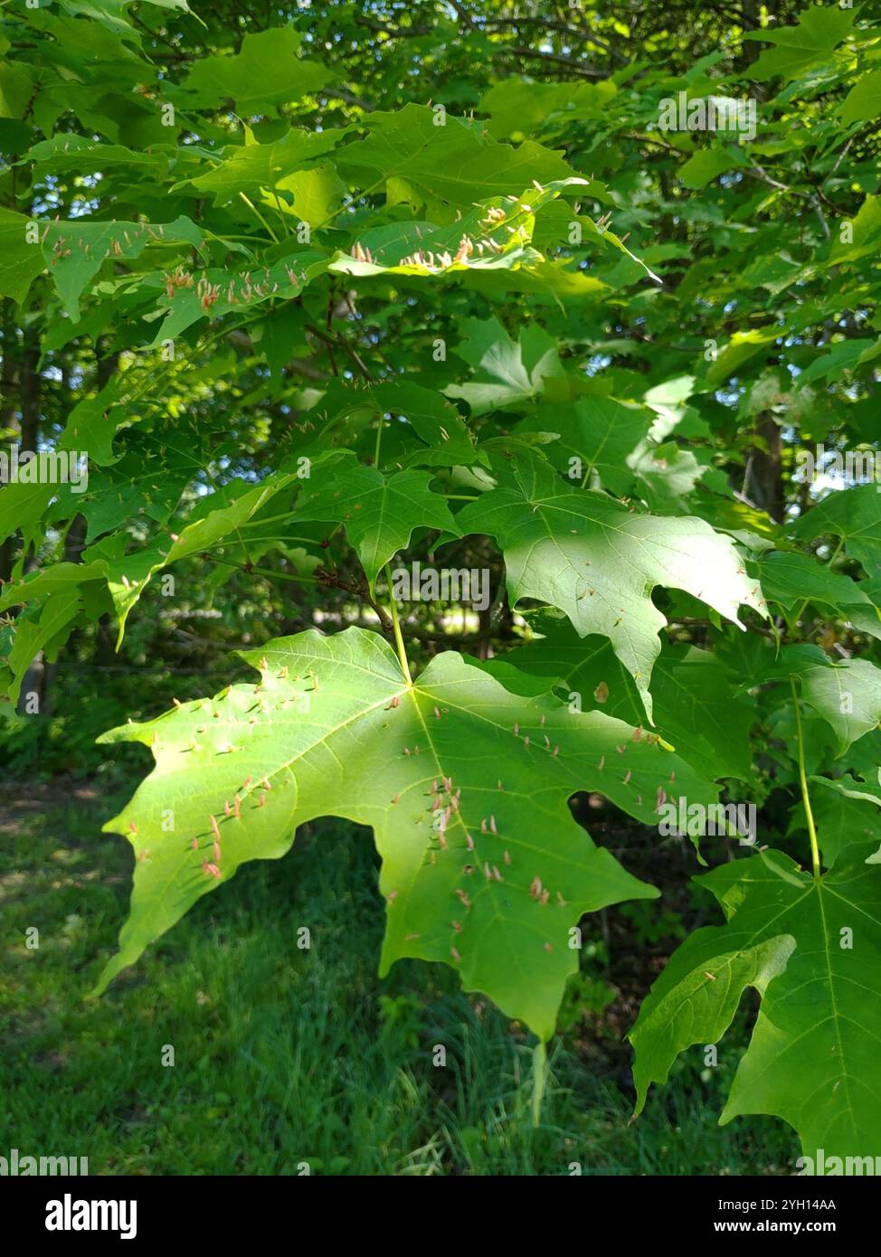 Maple Spindle Gall Mite (Vasates aceriscrumena Stock Photo - Alamy