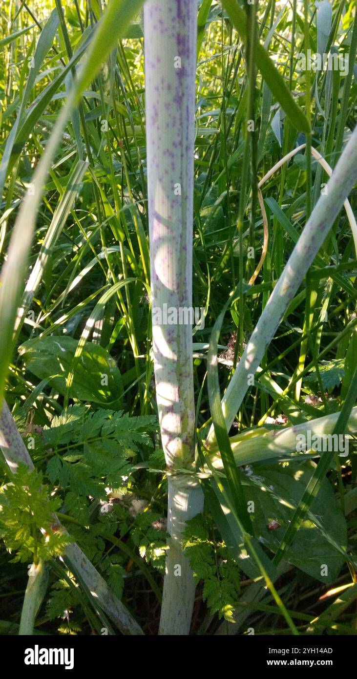 poison hemlock (Conium maculatum Stock Photo - Alamy