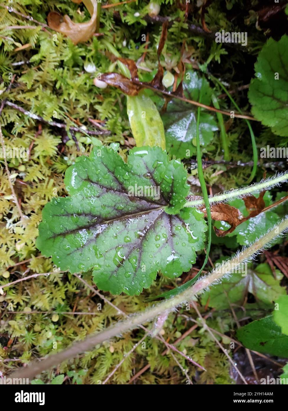 crevice alumroot (Heuchera micrantha Stock Photo - Alamy