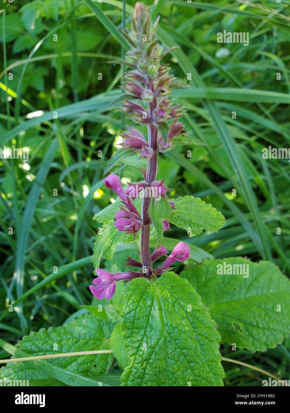 Coastal hedge nettle hi-res stock photography and images - Alamy
