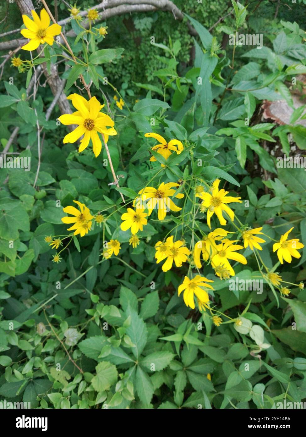 Greater Tickseed (Coreopsis major Stock Photo - Alamy
