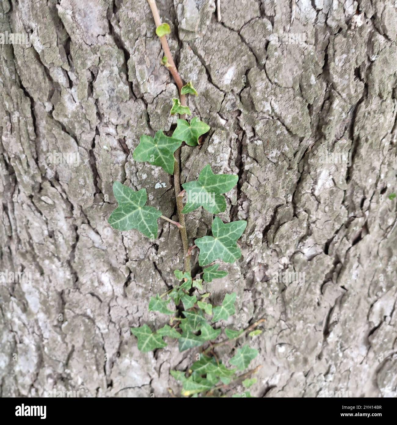 common ivy (Hedera helix Stock Photo - Alamy