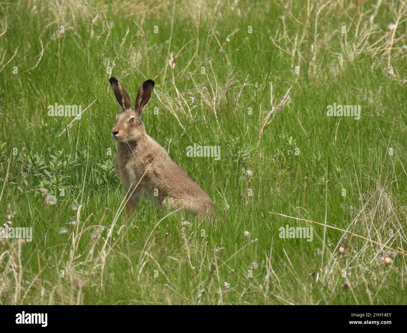 White-tailed Jackrabbit (Lepus townsendii Stock Photo - Alamy