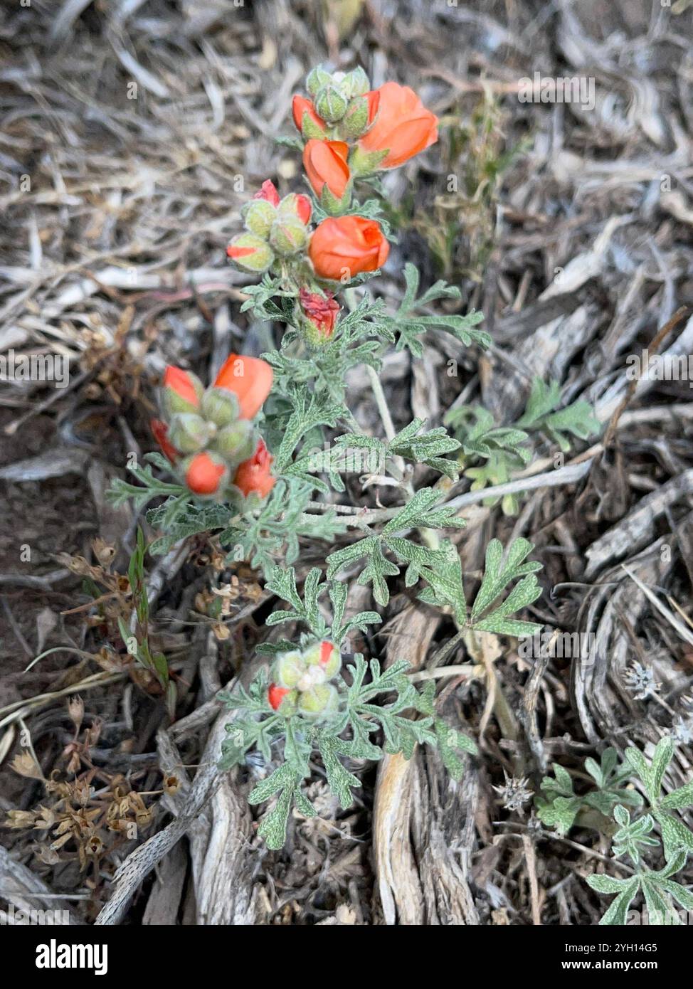 Scarlet Globemallow (Sphaeralcea coccinea Stock Photo - Alamy