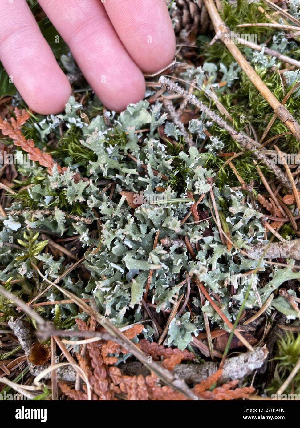 Cladonia verticillata hi-res stock photography and images - Alamy
