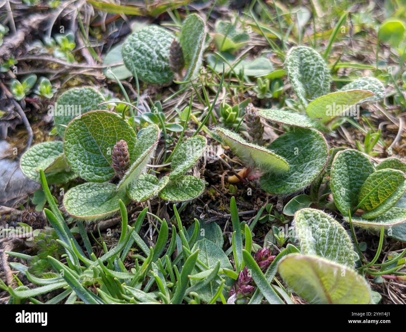 Net-leaved Willow (Salix reticulata Stock Photo - Alamy