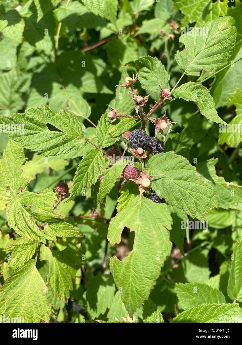 black raspberry (Rubus occidentalis Stock Photo - Alamy